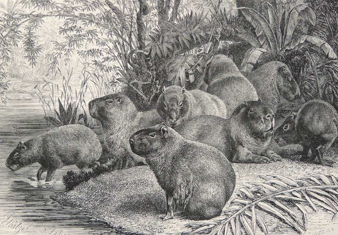 1890 Antique Engraving of GREATER CAPYBARAS. Capybara. Gian Rodents ...