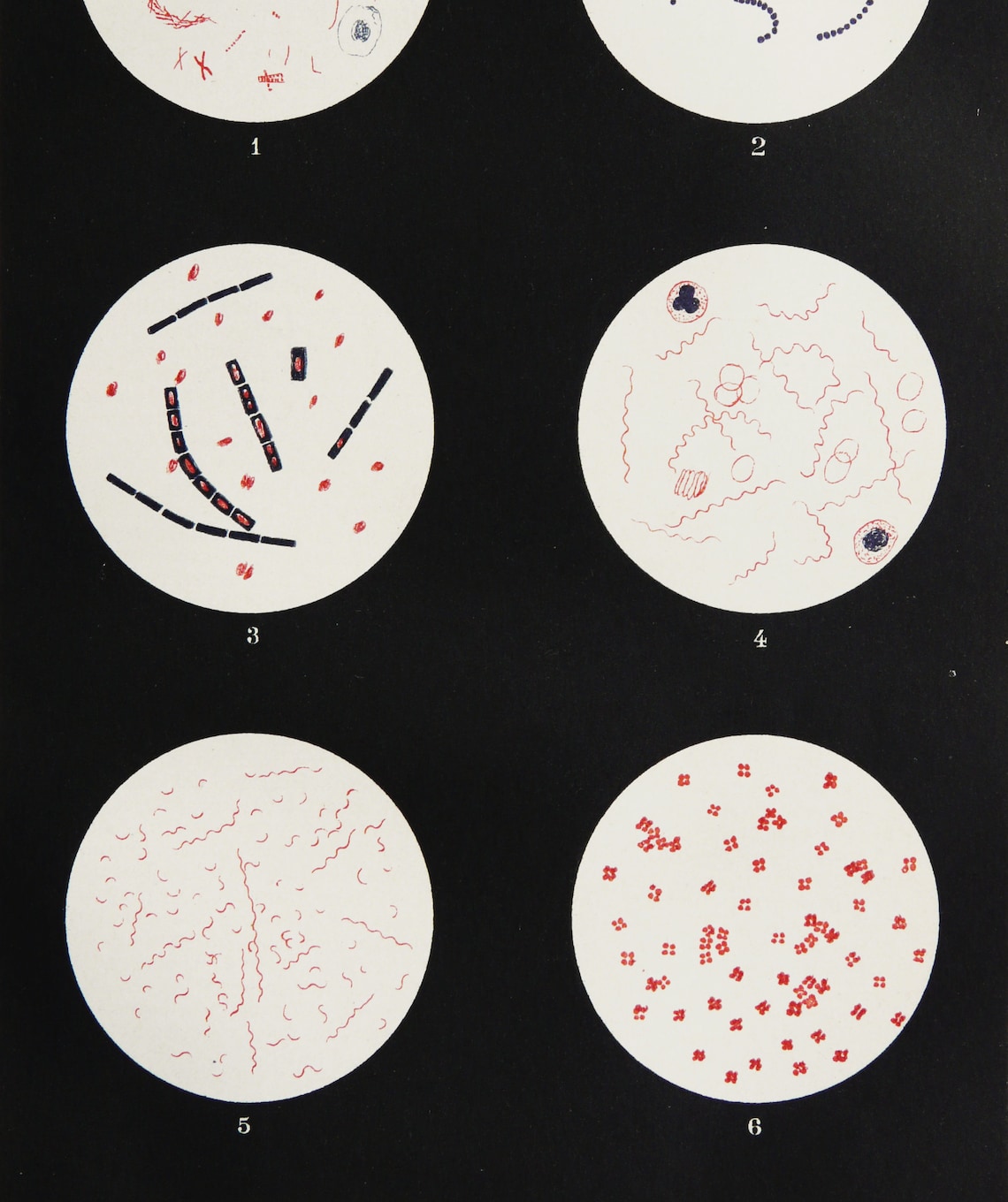 1895 Antique Lithograph of BACTERIA, Different Types. Microorganisms ...