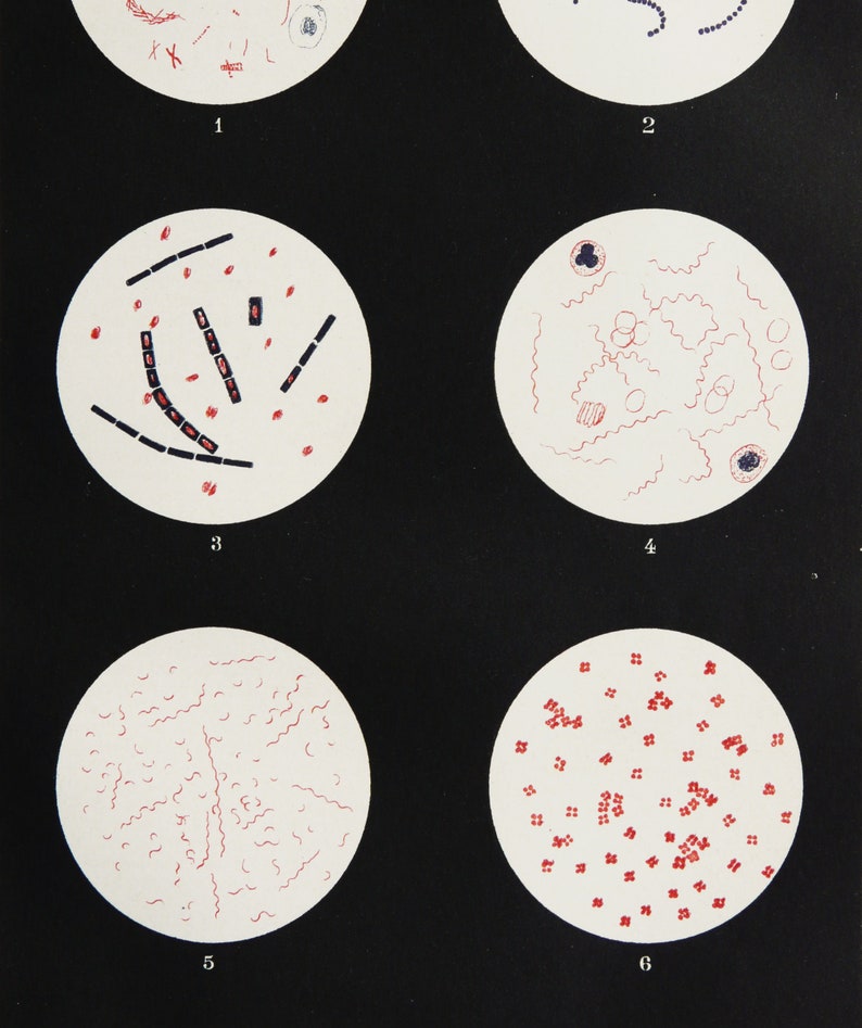 1895 Antique Lithograph of BACTERIA, Different Types. Microorganisms ...