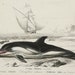 1849 Antique Lithograph of a DOLPHIN. Marine Mammals. Sea Life ...