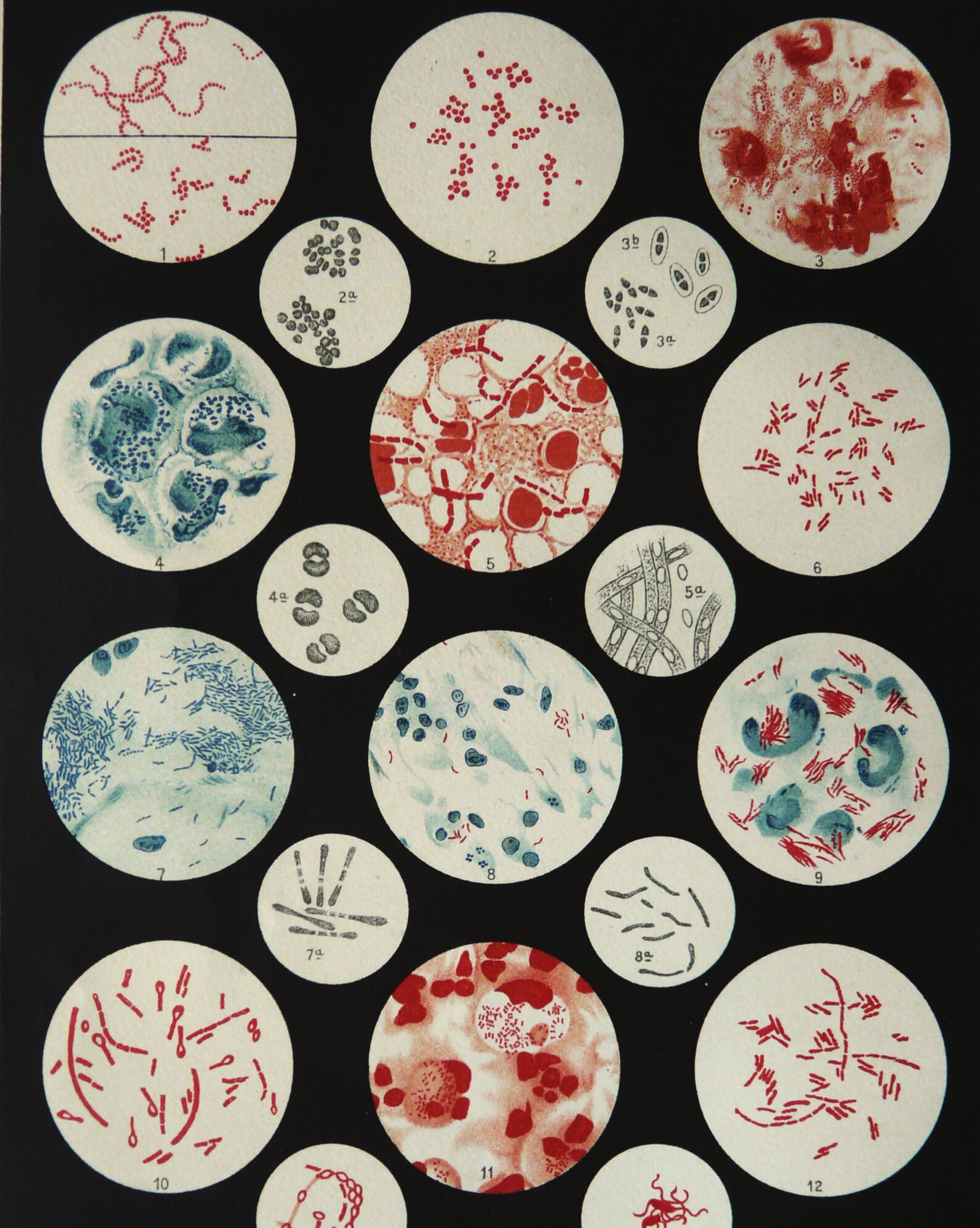 1897 Antique Lithograph of BACTERIA, Different Types. Microorganisms ...