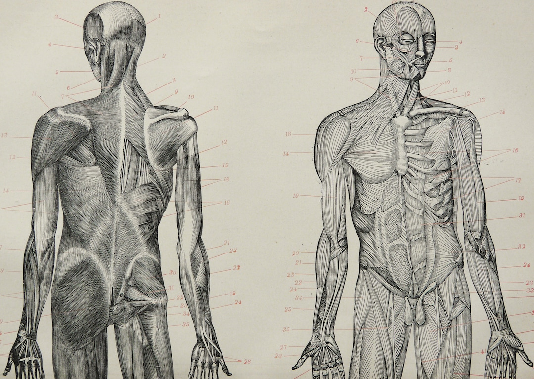 1895 Antique Print of HUMAN ANATOMY: MUSCLES. Muscular System. Medicine ...