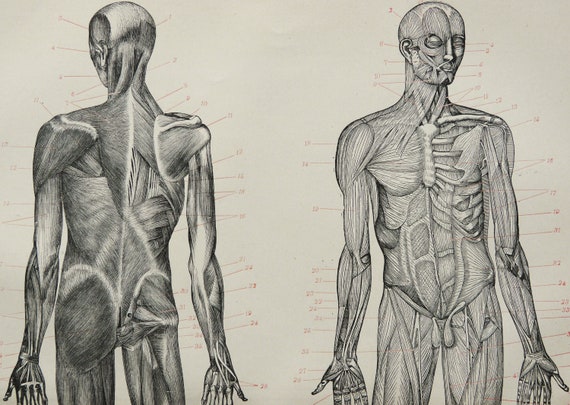 1895 Antique Print of HUMAN ANATOMY: MUSCLES. Muscular System. - Etsy