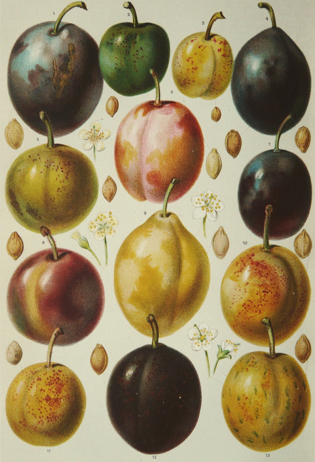1897 Antique Lithograph of PLUMS, PRUNES, FRUITS. Kitchen Decor. Botany ...