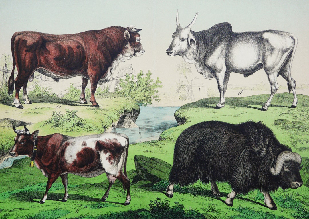 1880 Antique Lithograph of CATTLE, Different Species. Domestic Animals ...