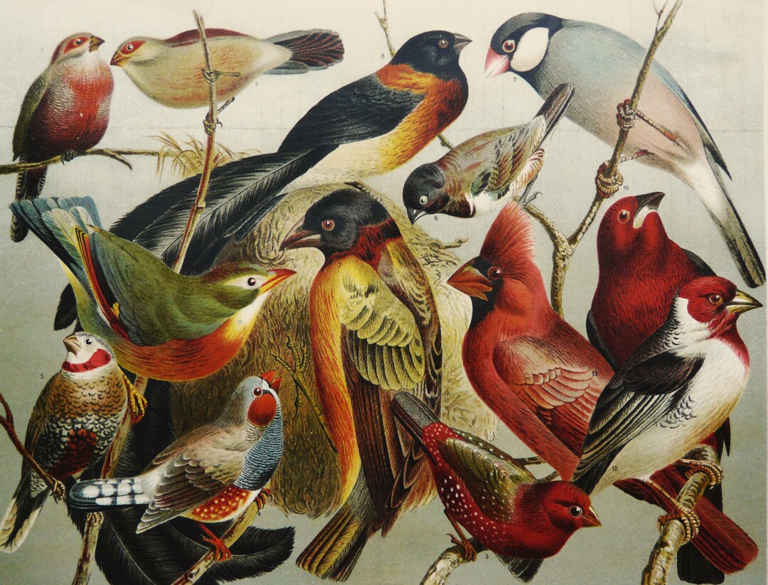 1897 Antique Lithograph of SONGBIRDS, Different Species. Singing Birds ...