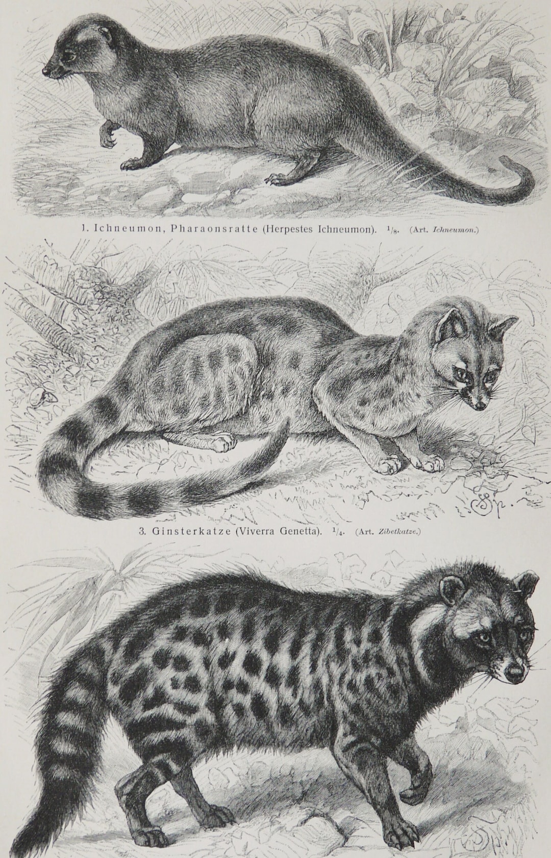 1897 Antique Print of BIG CATS, Different Species. Ichneumon. Genet ...