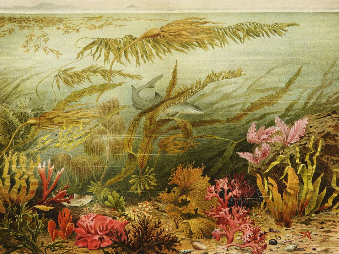 1897 Antique Print of ALGAE, SEAWEED, Different Species. Sea Life. Sea ...