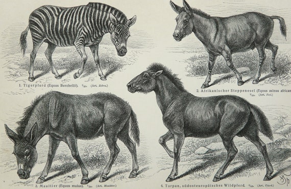 Equidae