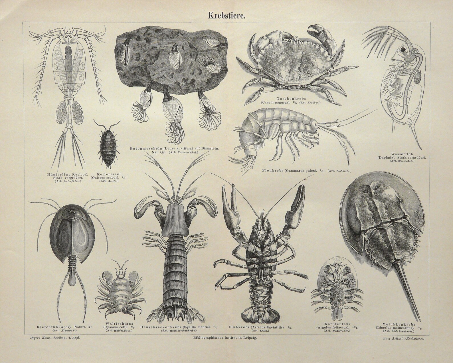 1897 Antique Print of CRUSTACEANS, Different Species. Lobsters. Crabs ...