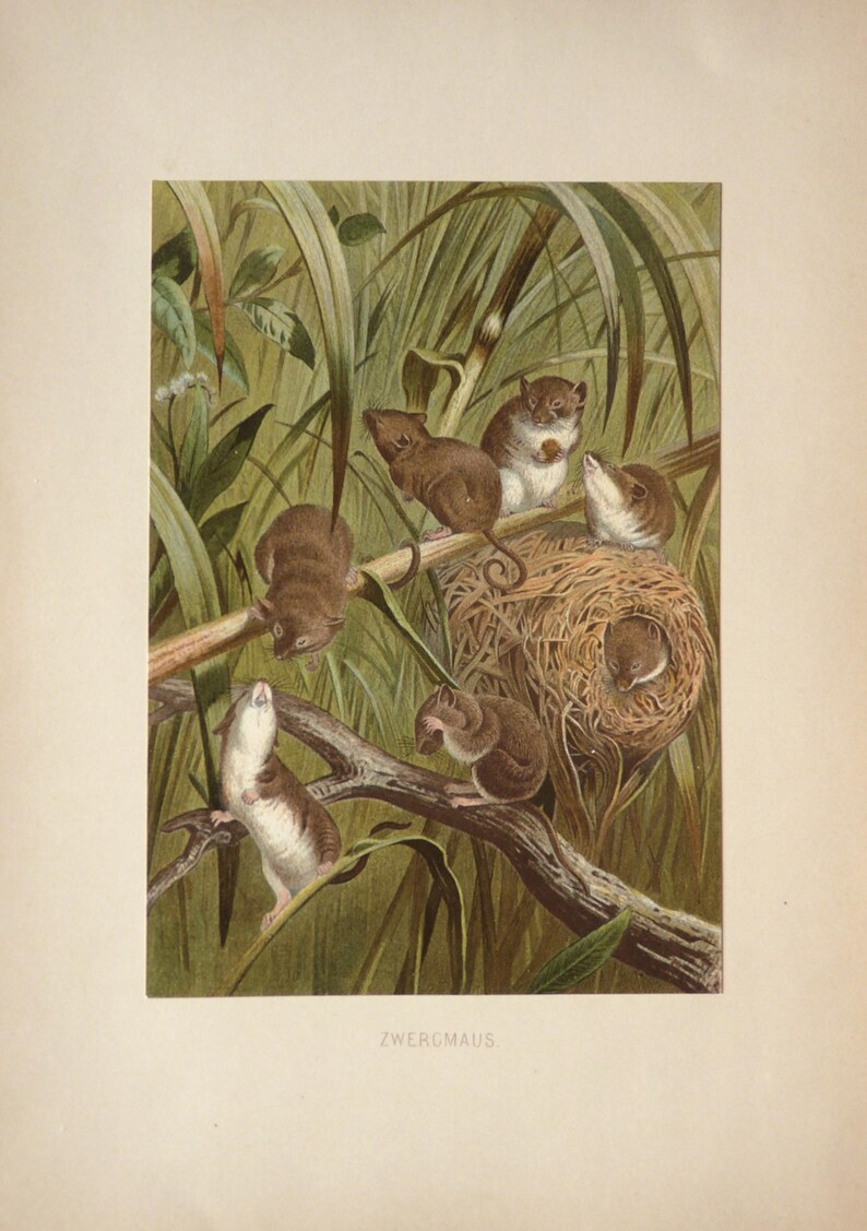 1890 Antique Lithograph of HARVEST MICE. Mini Mouse. Natural History ...