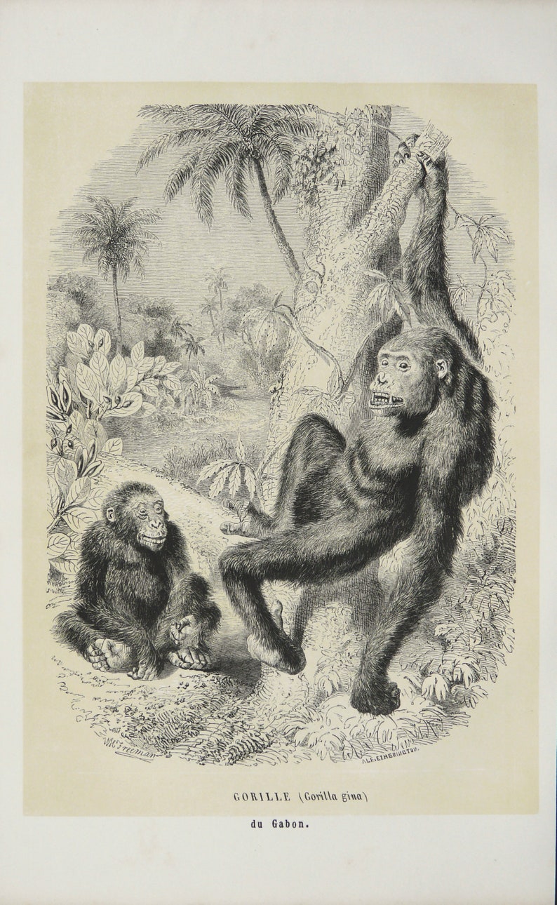 1854 Antique Engraving of GORILLAS. Monkeys. Apes. Primates. Gorilla ...