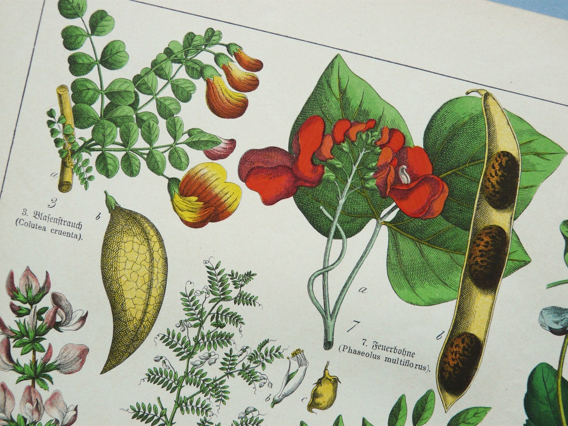 1880 Antique Botanical Lithograph of PLANTS, FLOWERS. Vintage Botany ...