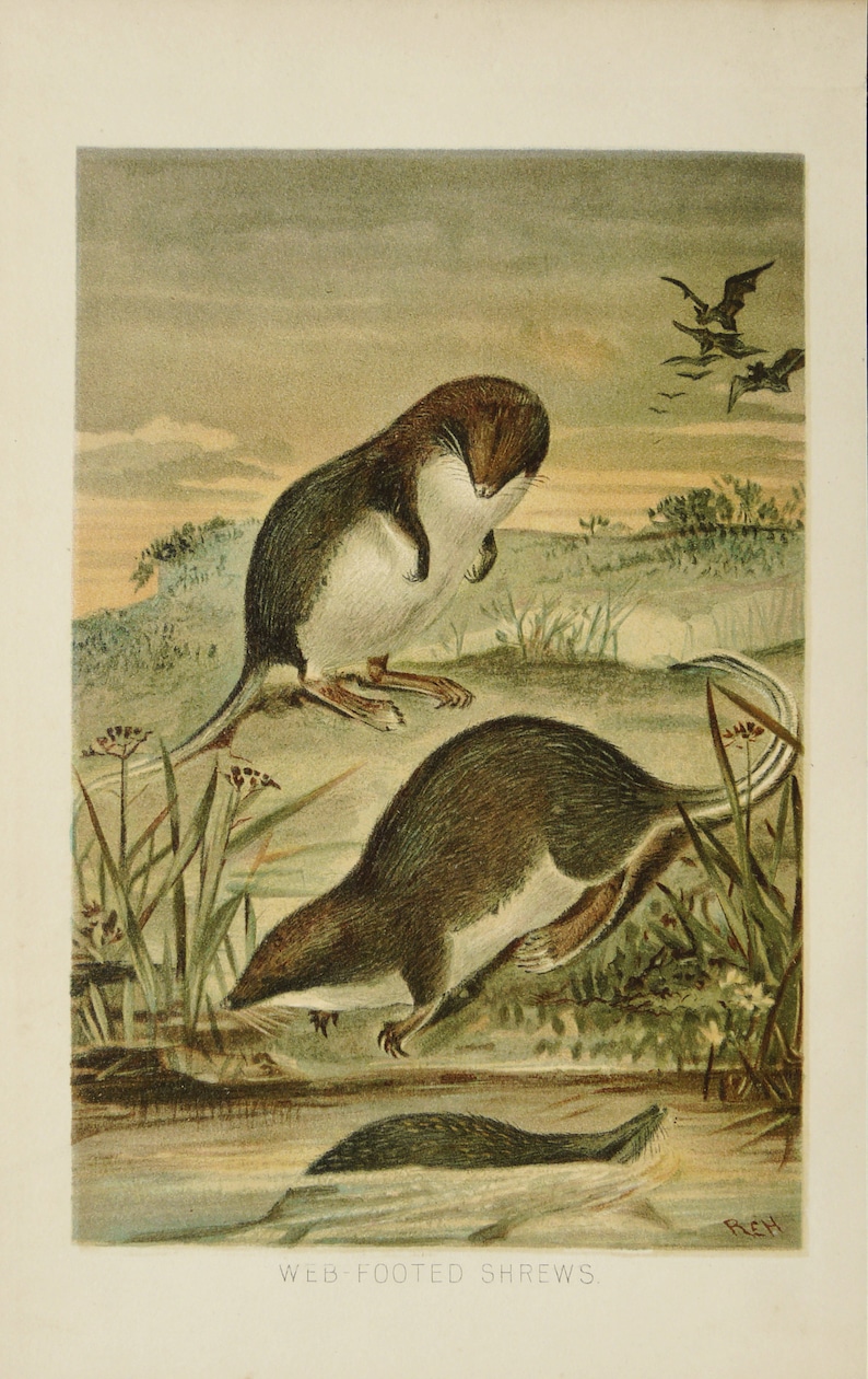 1890 Antique Lithograph of WEB-FOOTED TENREC. Malagasy Otter Shrew ...