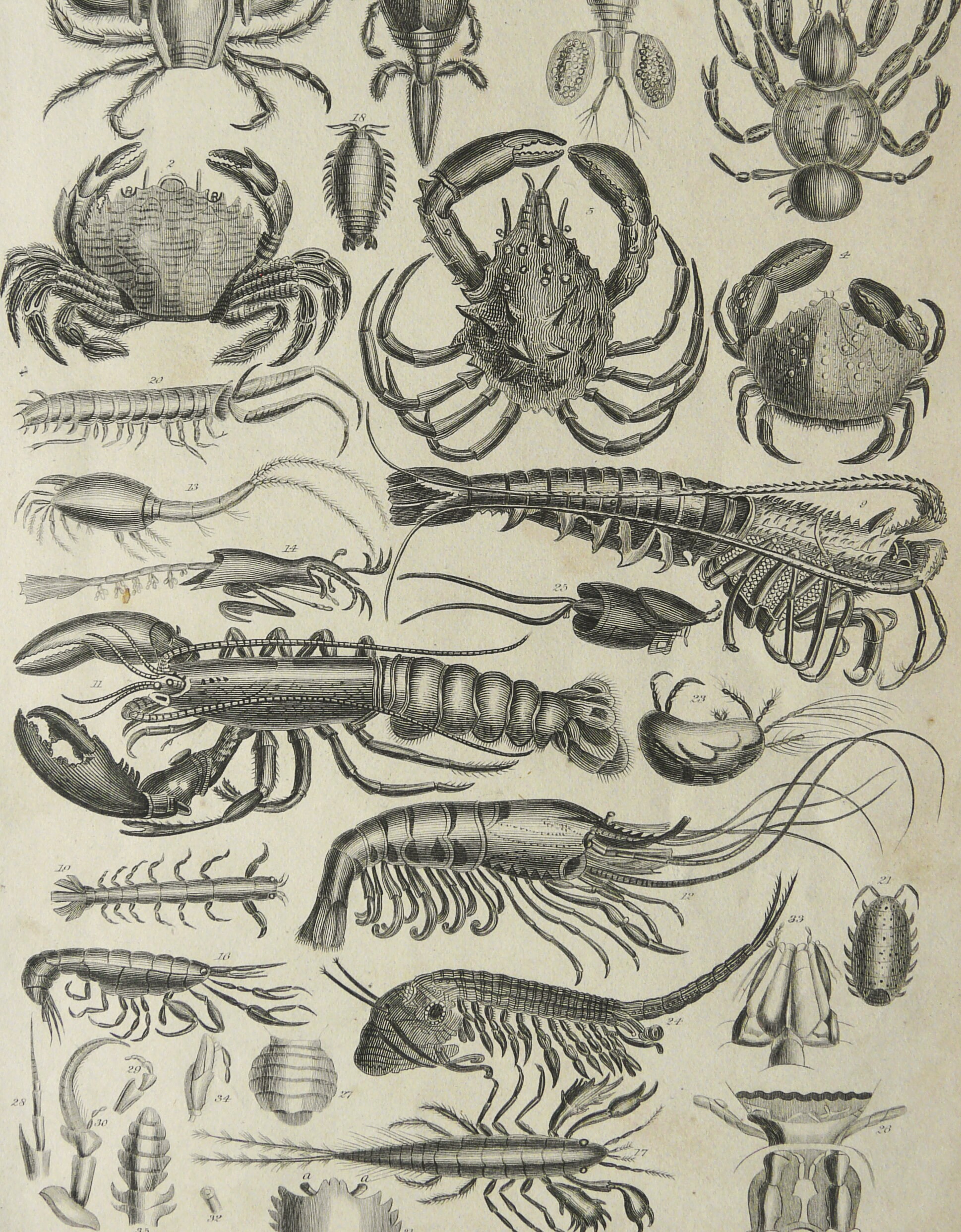 1840 Antique Engraving of CRUSTACEANS, Different Species. Lobsters ...