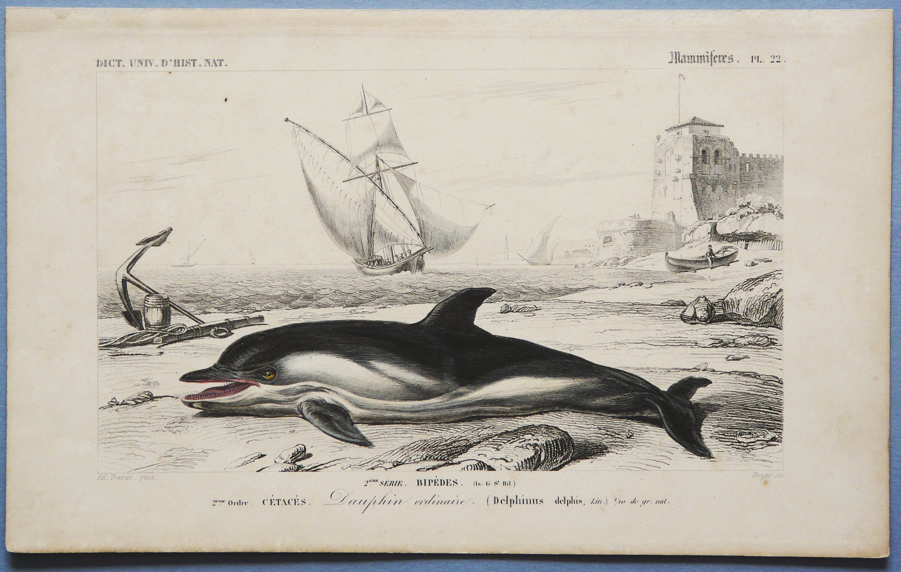 1849 Antique Lithograph of a DOLPHIN. Marine Mammals. Sea Life ...