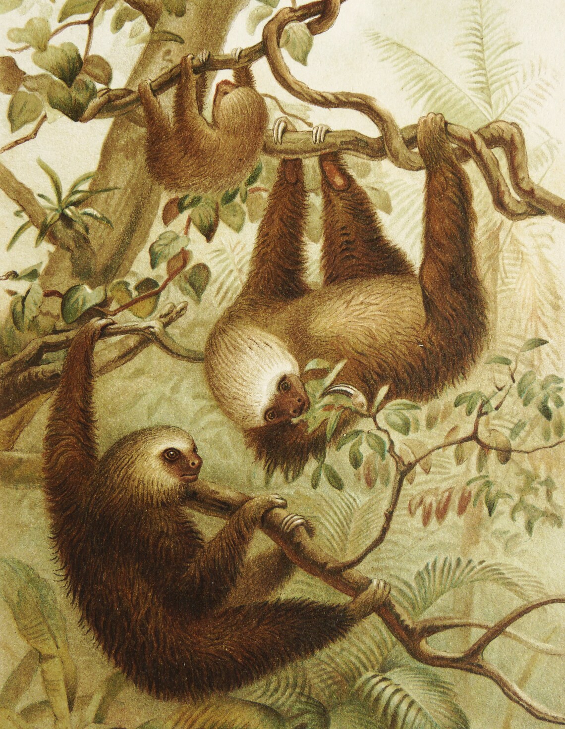 1890 Antique Lithograph of SLOTHS. Two-toed Sloths. Sloth. - Etsy