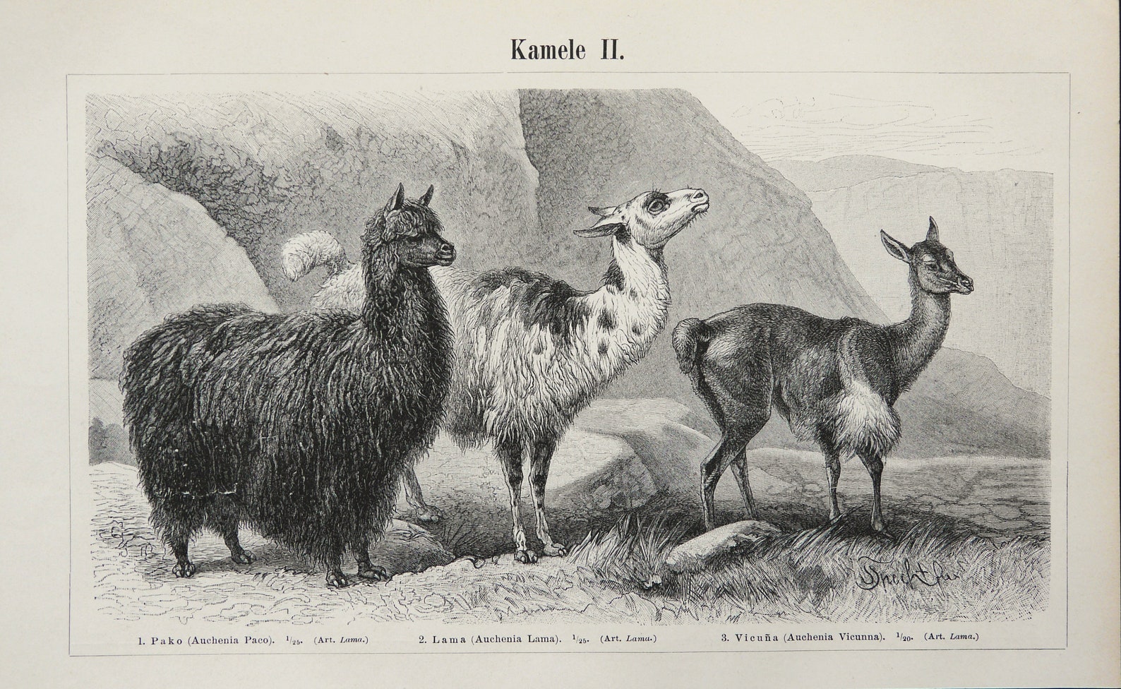 1897 Antique Print of SOUTH AMERICAN CAMELIDS: Llama. Alpaca. - Etsy