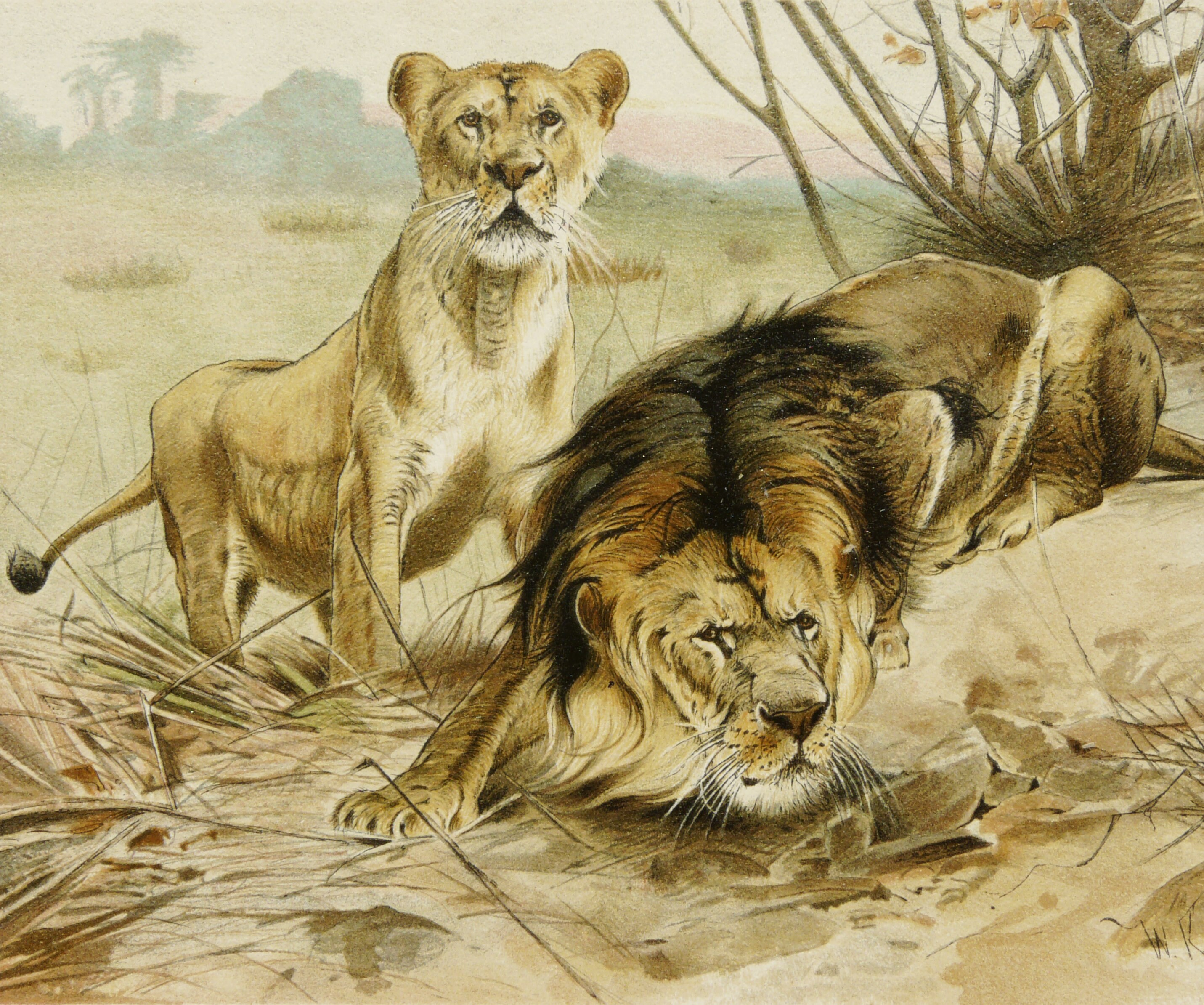 1890 Antique lithograph of LIONS. LION and LIONESS. African Fauna ...