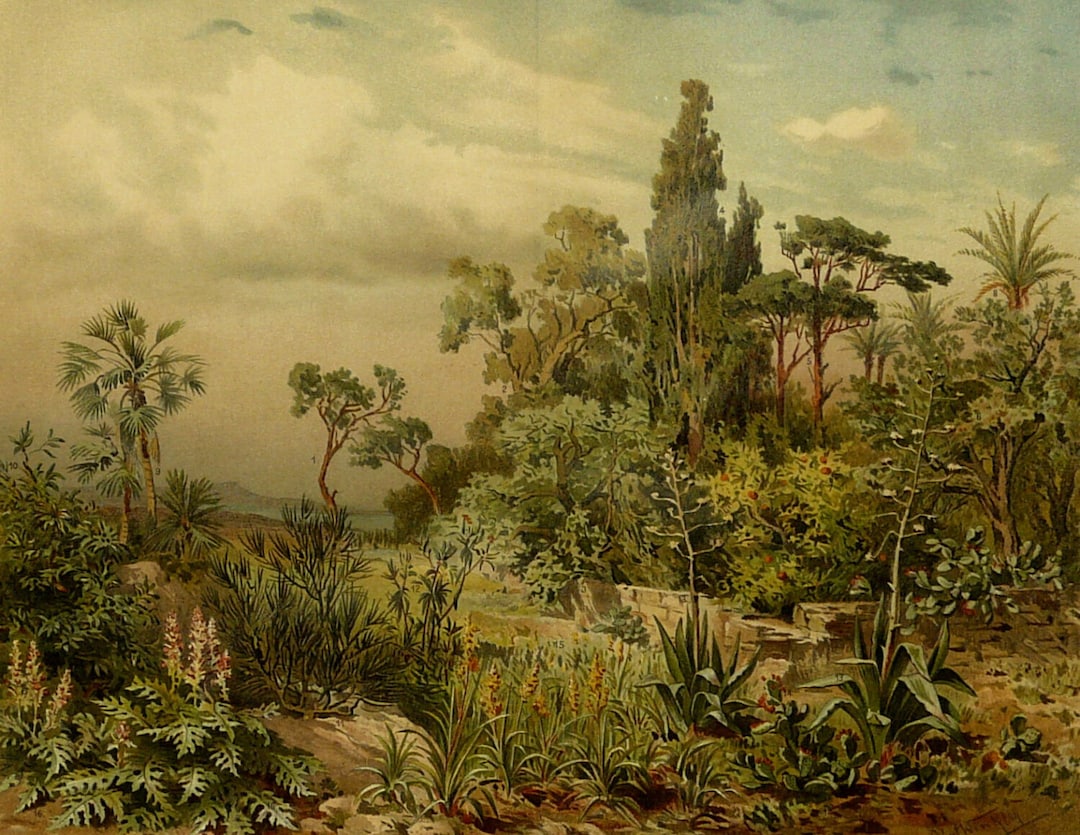 1897 Antique Lithograph of MEDITERRANEAN FLORA, Different Species of Trees of Plants. Botany ...