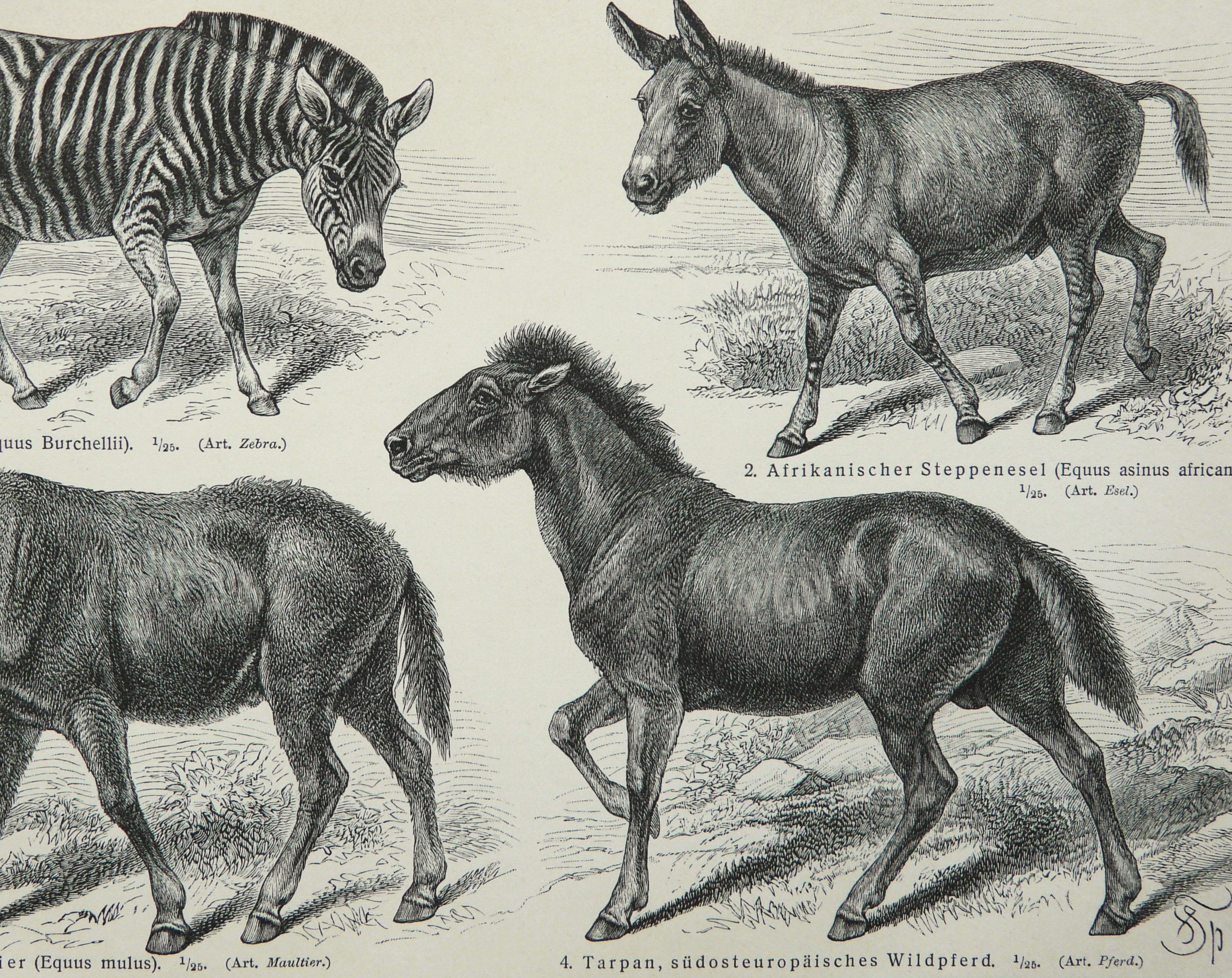 1897 Antique Engraving of HORSE FAMILY. EQUIDAE. Zebra. Donkey. Mule ...