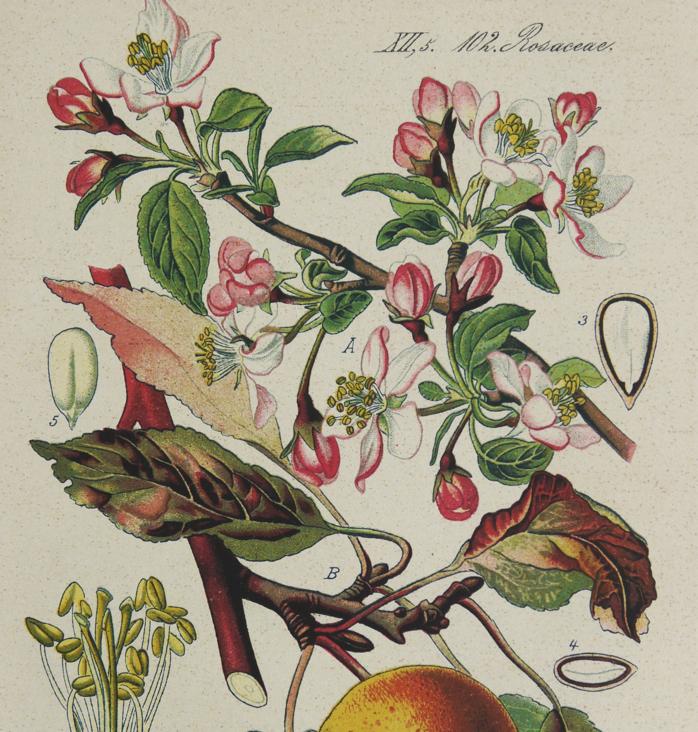 1885 Antique Botanical Print of an APPLE TREE, Fruits, Leaves and ...