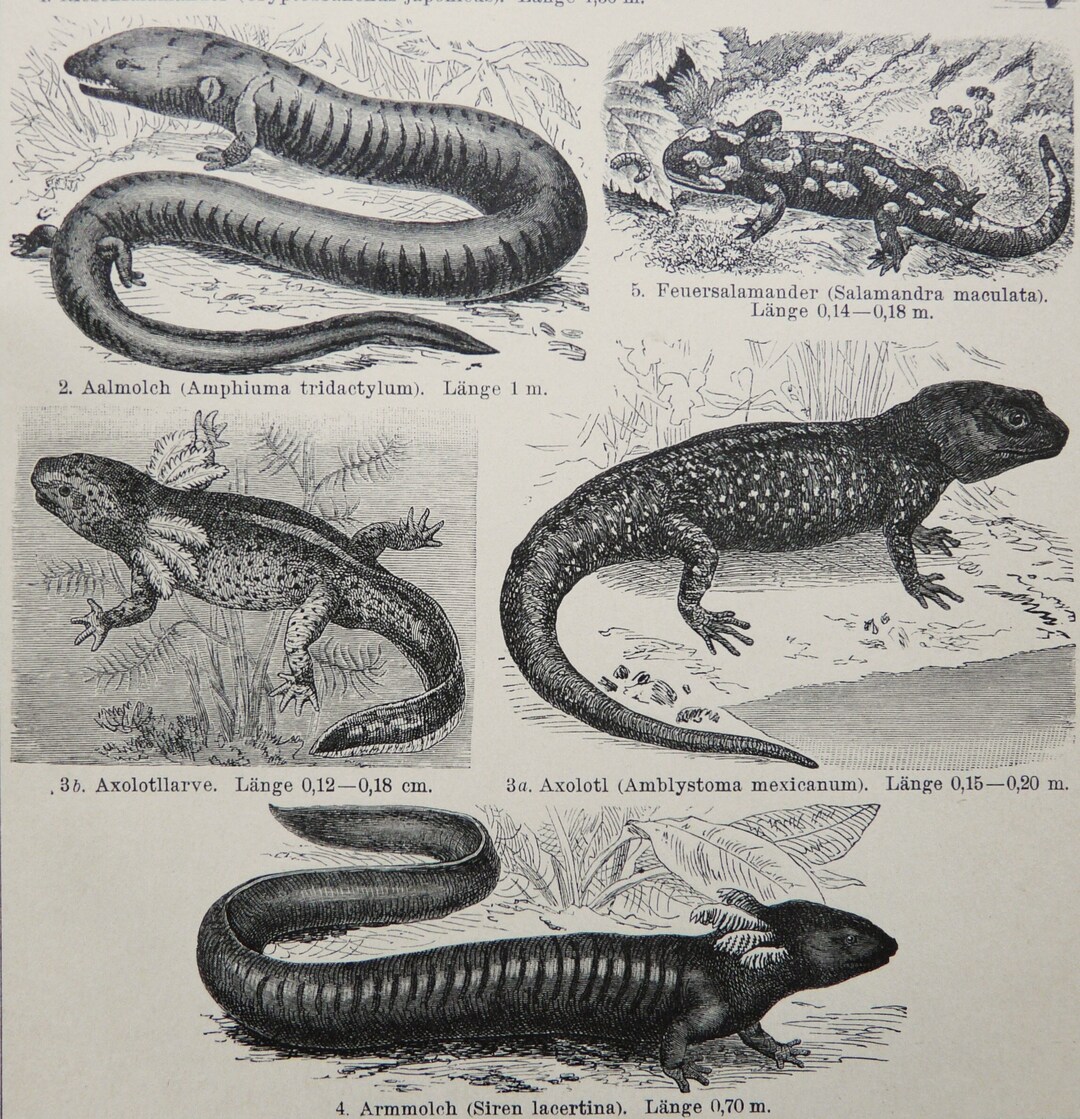 1895 Antique Print of AMPHIBIANS, SALAMANDERS, Different Species. 131 ...