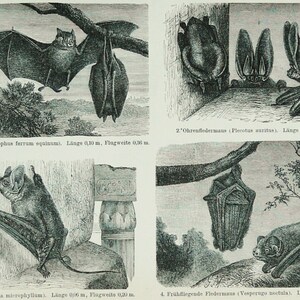 1895 Antique Print of BATS, FLYING MAMMALS, Vampires. 130 Years Old ...