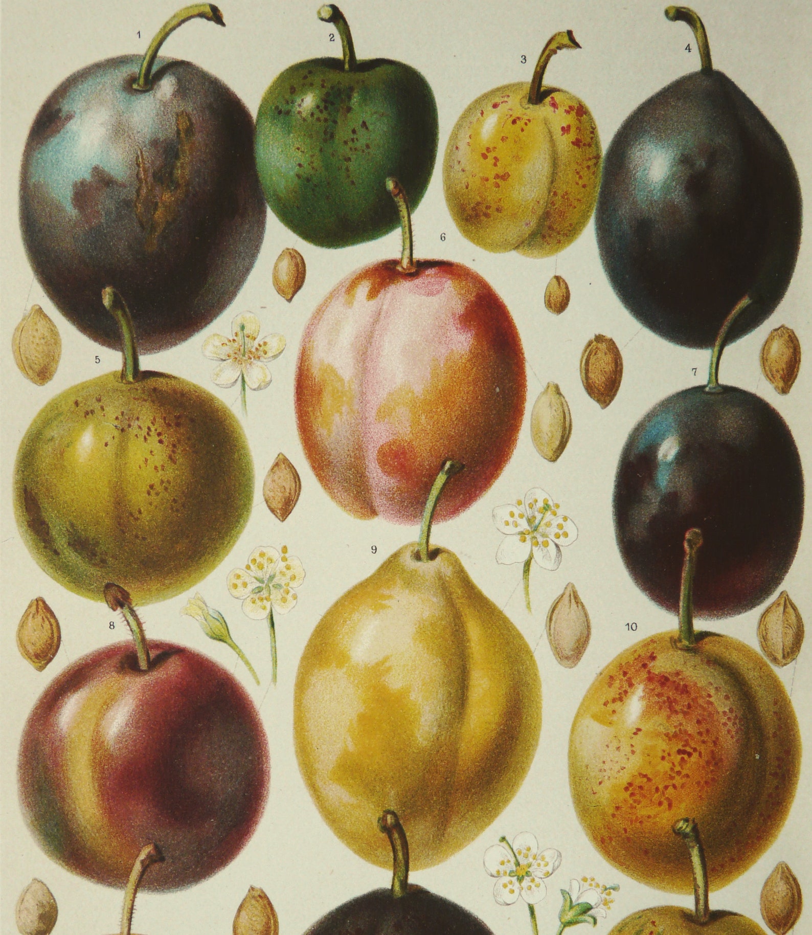 1897 Antique Lithograph of PLUMS, PRUNES, FRUITS. Kitchen Decor. Botany ...