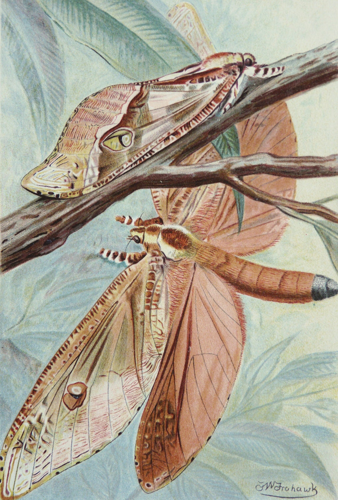 1890 Antique Lithograph of a GIANT SWIFT MOTH. Ghost Moth. - Etsy