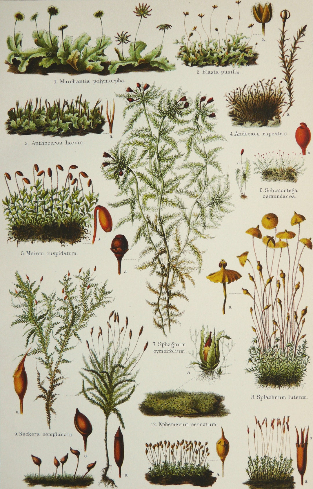 1897 Antique Lithograph of MOSSES, Different Species, BRYOPHITA, BOTANY ...