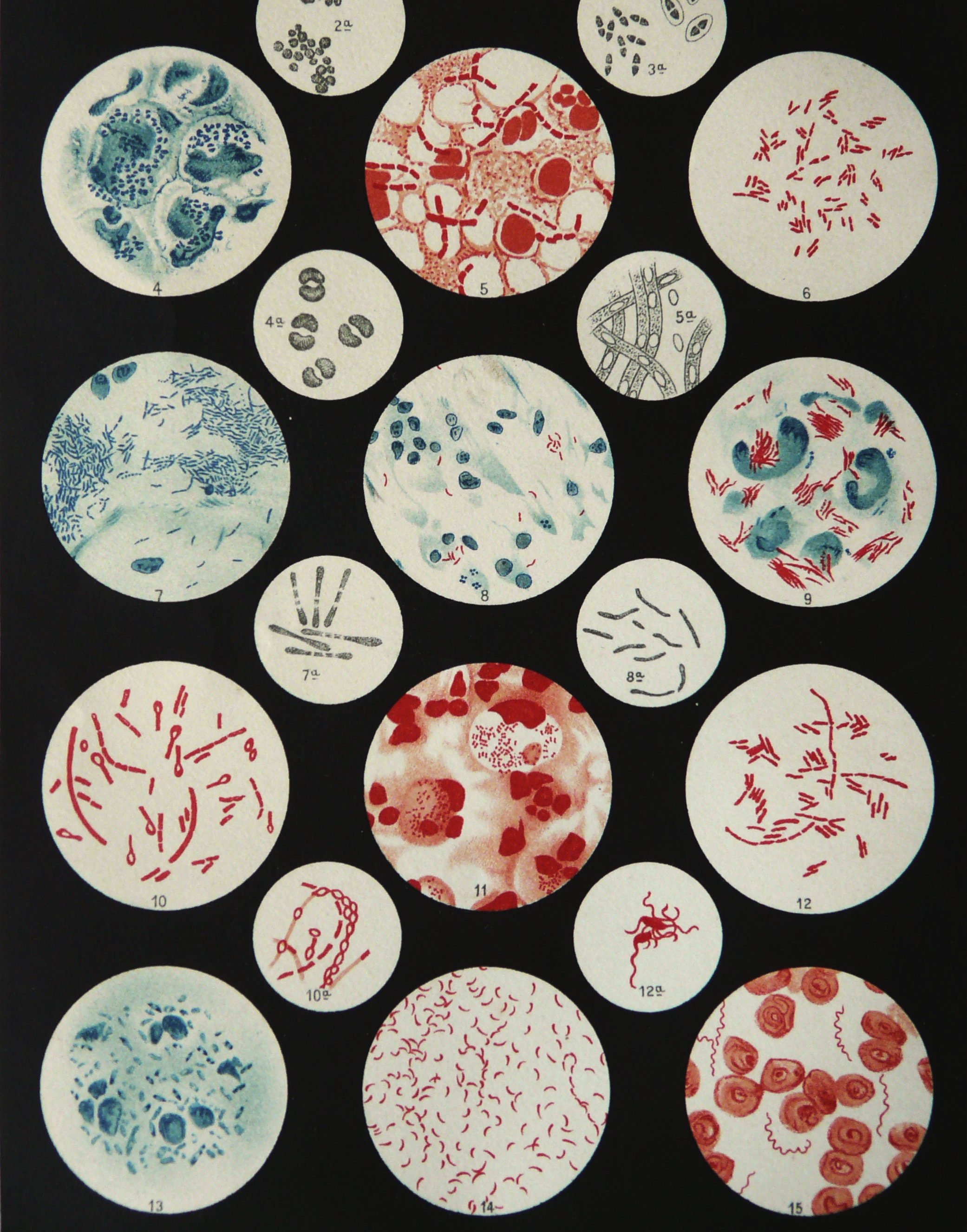 1897 Antique Lithograph of BACTERIA, Different Types. Microorganisms ...