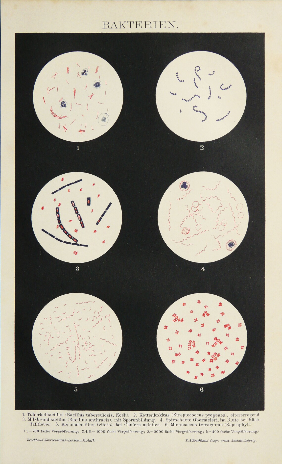 1895 Antique Lithograph of BACTERIA, Different Types. Microorganisms ...