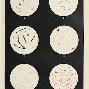 1895 Antique Lithograph of BACTERIA, Different Types. Microorganisms ...