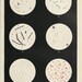 1895 Antique Lithograph of BACTERIA, Different Types. Microorganisms ...