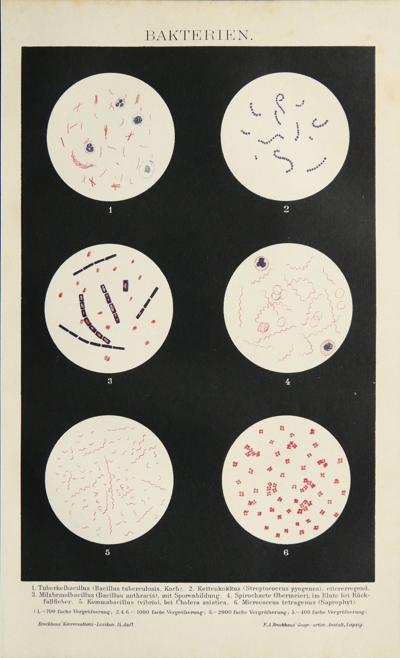 1895 Antique Lithograph of BACTERIA, Different Types. Microorganisms ...