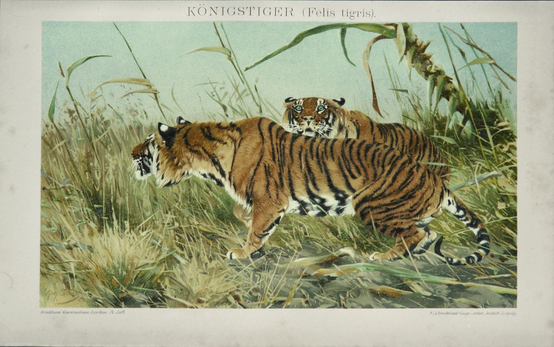 1895 Antique Lithograph of TIGERS. BIG CATS. 128 Years Old - Etsy