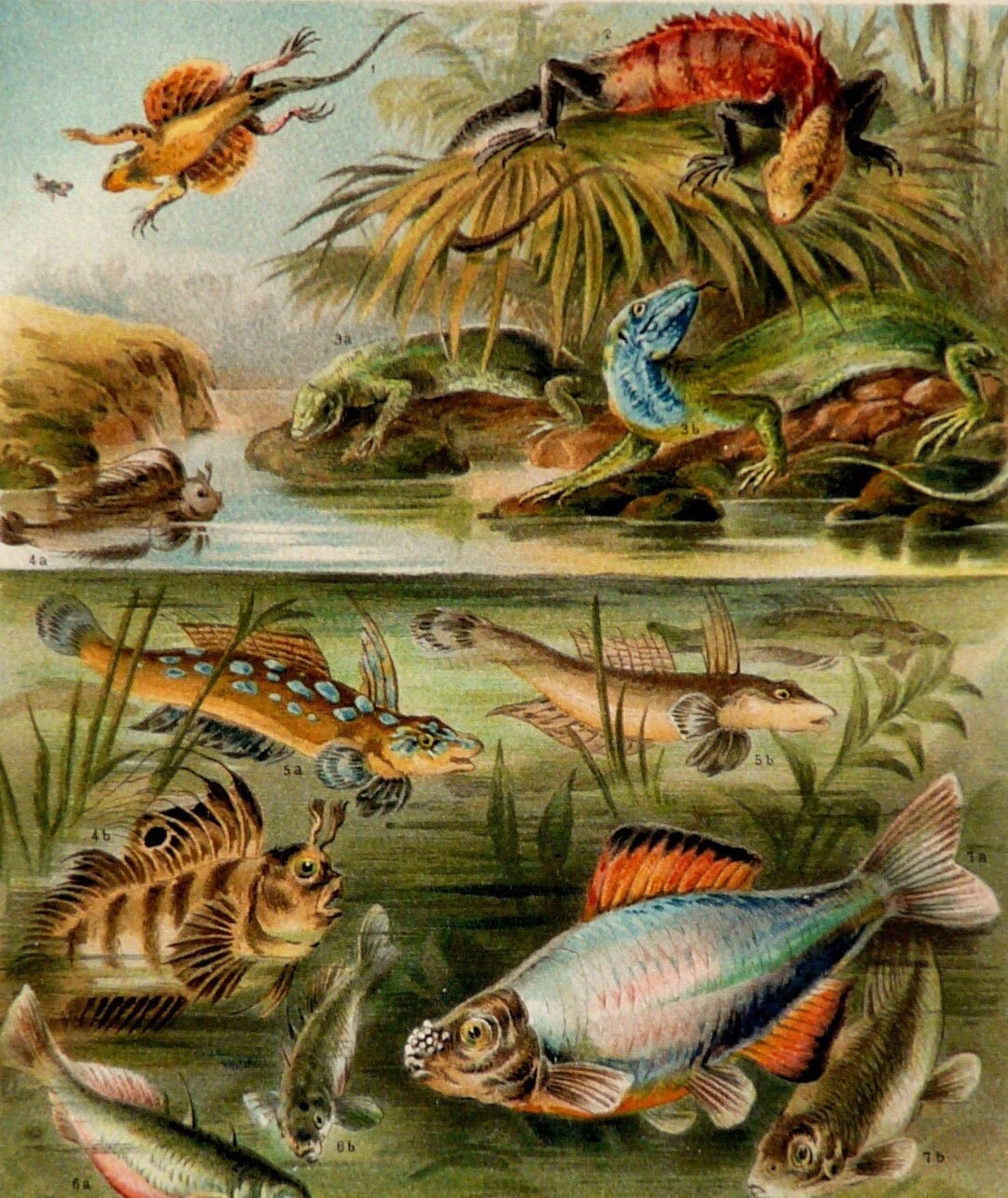 1897 Antique Lithograph of FRESHWATER FISHES and AMPHIBIANS. Fish ...
