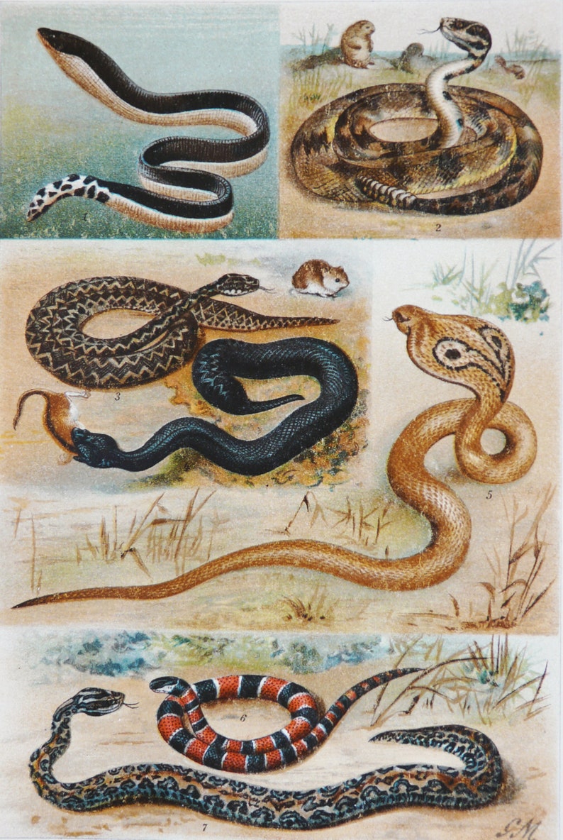 1895 Antique Lithograph of VENOMOUS SNAKES. VIPERS. Coral Snake. Cobra. Reptiles. 129 Years Old ...