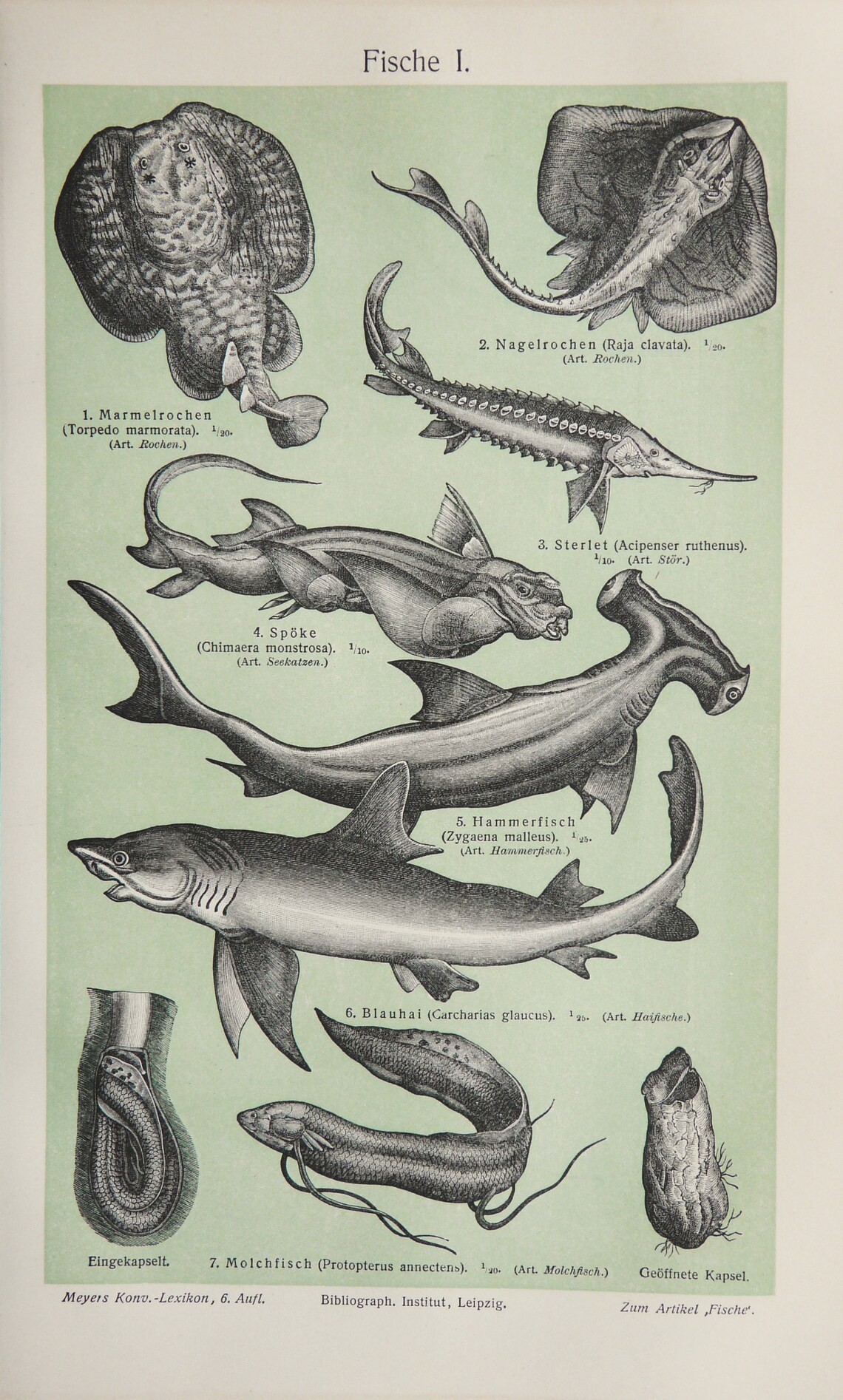 1897 Antique Lithograph of SEA LIFE, FISHES, Different Species. Great ...