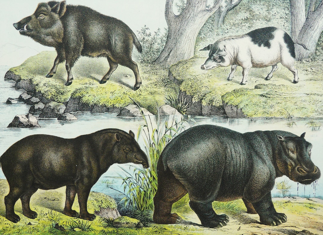 1880 Antique Lithograph of FAUNA, Different Species of Animals ...