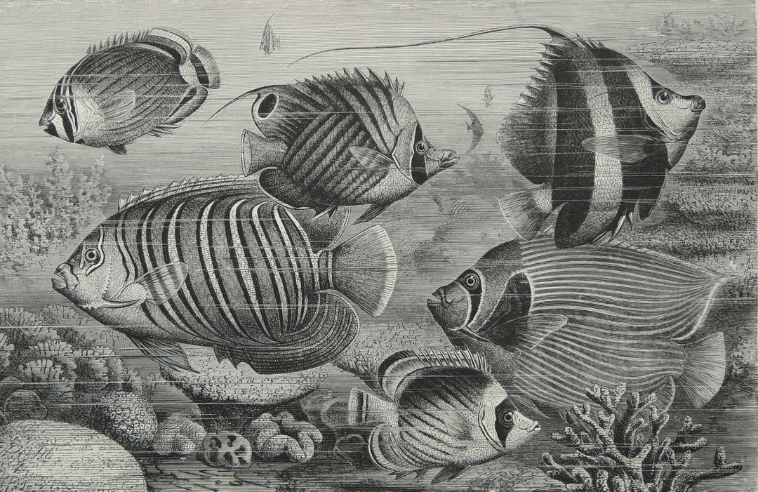 1890 Antique Engraving of FISHES. SEA LIFE. Aquarium Fishes. Colorful ...