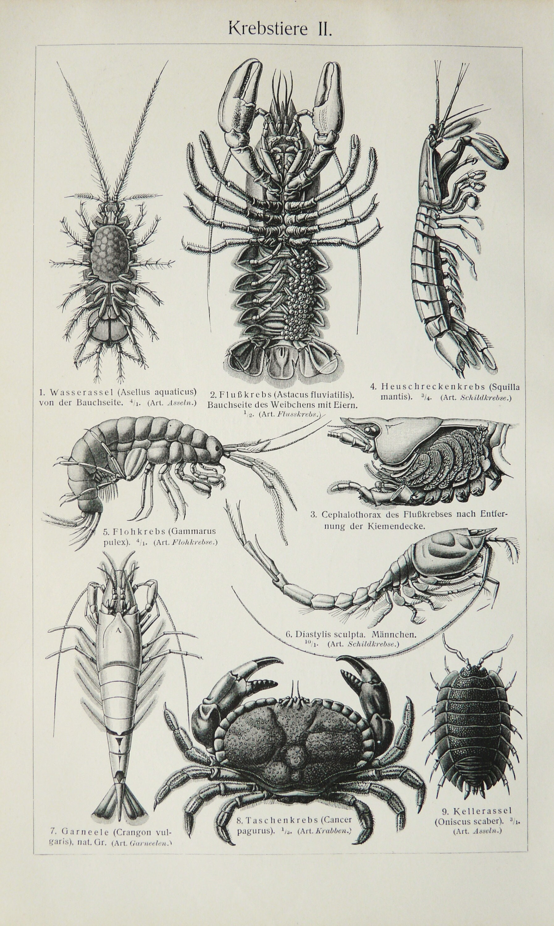 1897 Antique Print of CRUSTACEANS, Different Species. Lobsters. Crabs ...