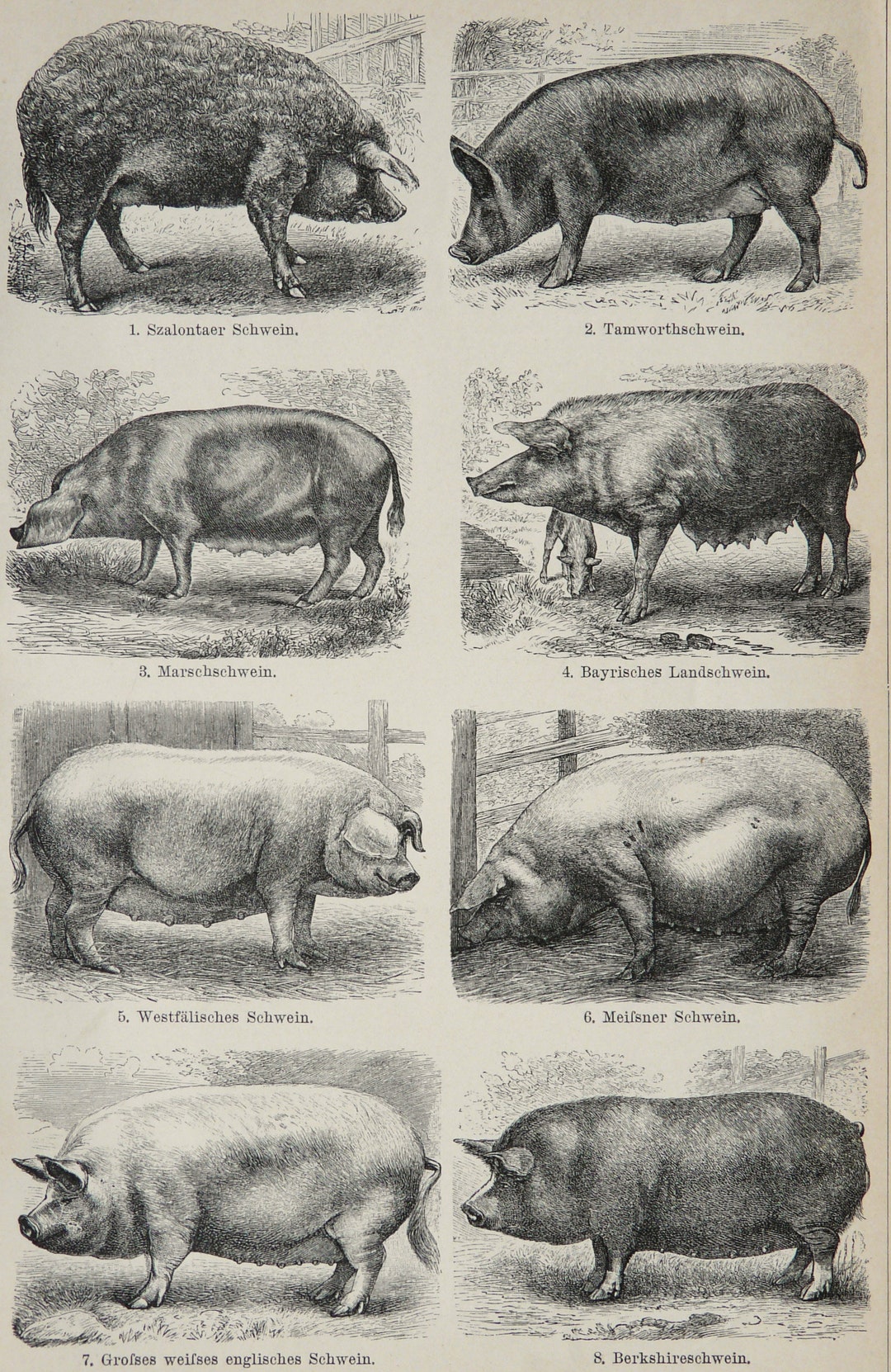 1895 Antique Print of DOMESTIC PIGS Different Species. Swine. - Etsy