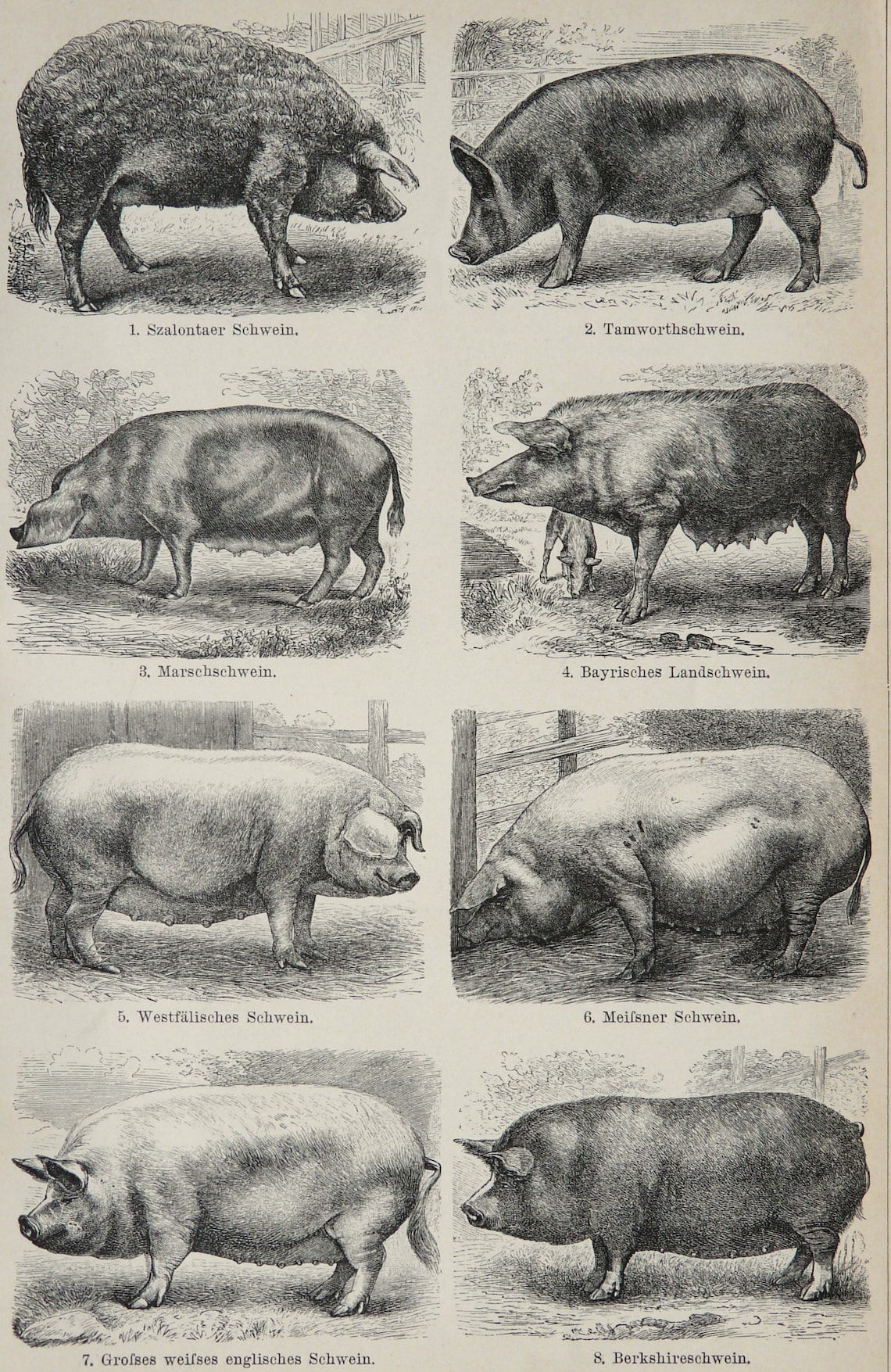 1895 Antique Print of DOMESTIC PIGS, Different Species. Swine. Hog ...