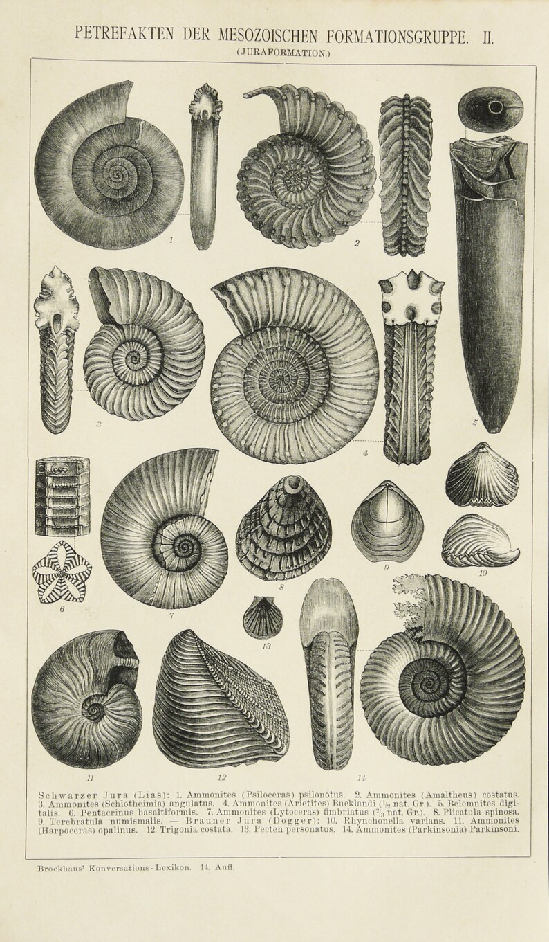 1895 Antique Print of FOSSILS, Different Types. Jurassic Era ...