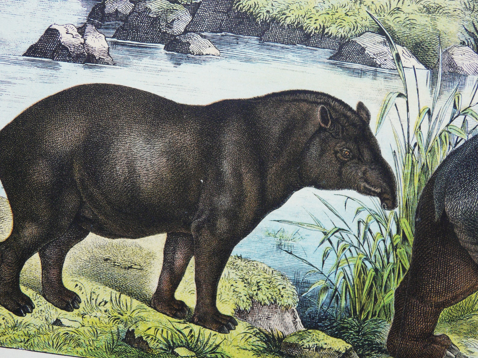 1880 Antique Lithograph of FAUNA, Different Species of Animals ...