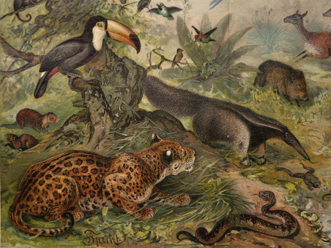 1897 Antique Lithograph of NEOTROPICAL FAUNA. Tropical Fauna. - Etsy