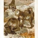 1890 Antique Lithograph of MONKEYS, BABOONS, Different Species ...