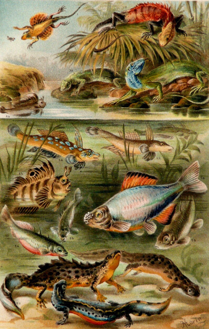 1897 Antique Lithograph of FRESHWATER FISHES and AMPHIBIANS. Fish ...